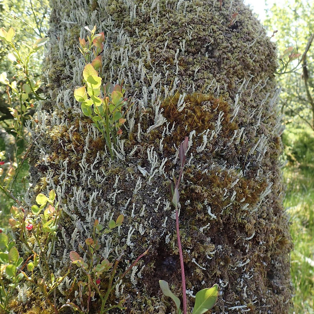 Goss Moor 21st May 2023