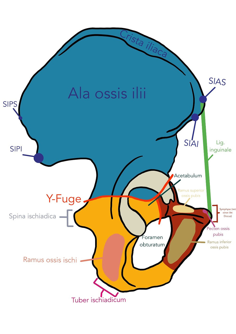 Das Becken, ISG und der Beckenboden