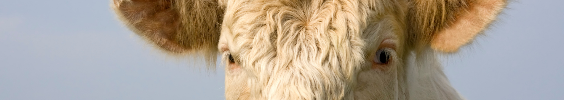 Beef Finisher | Shamrock Enterprises