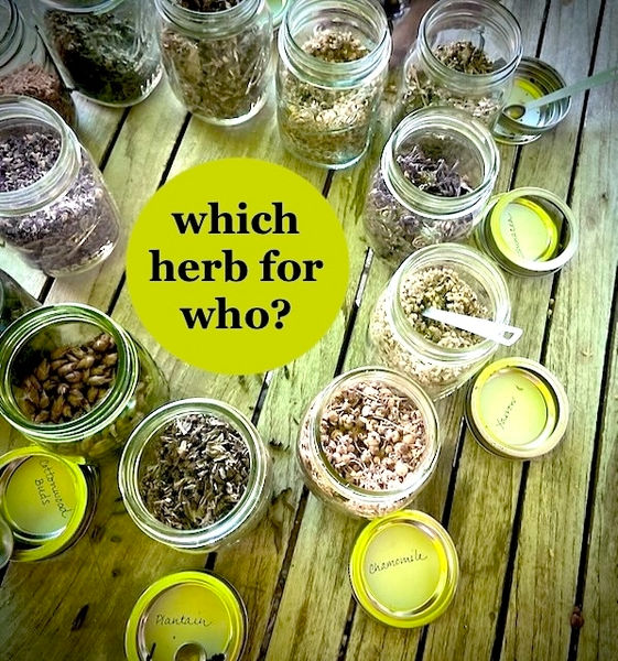 Herbal Assessment: Which Herbs for Who? | Ohio Herb Center