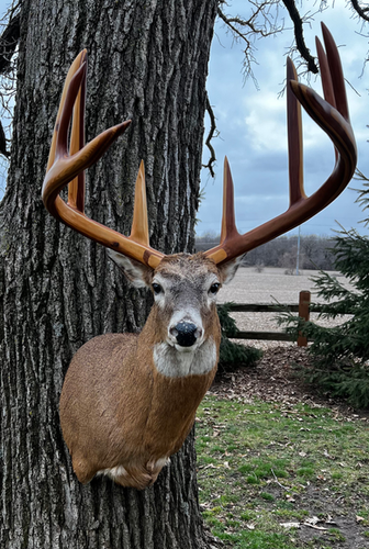Shoulder #1- Natural Cedar | Timber Tines