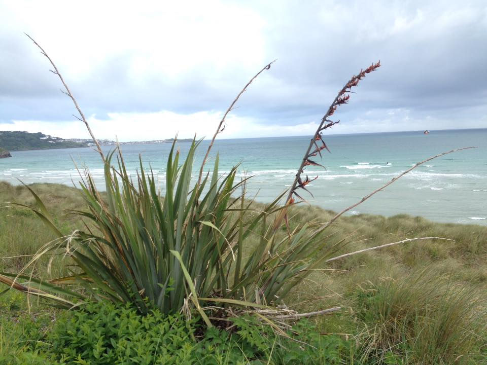 New Zealand Flax