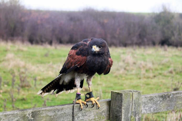 FALCONRY
