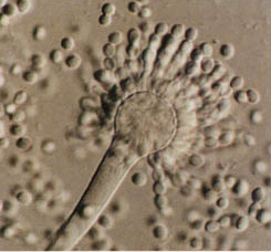 Eurotium (Asp.) amstelodami