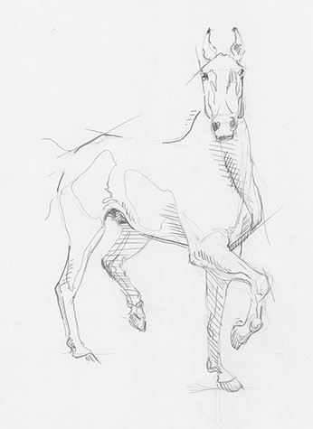 Equus Number Card #43 | OASIS