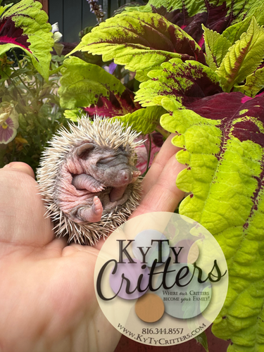 Wayner | kytycritters