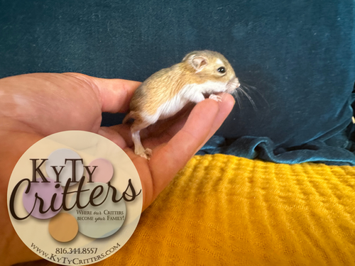 Evlin | kytycritters
