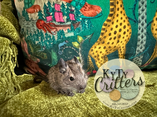 Loolu | kytycritters