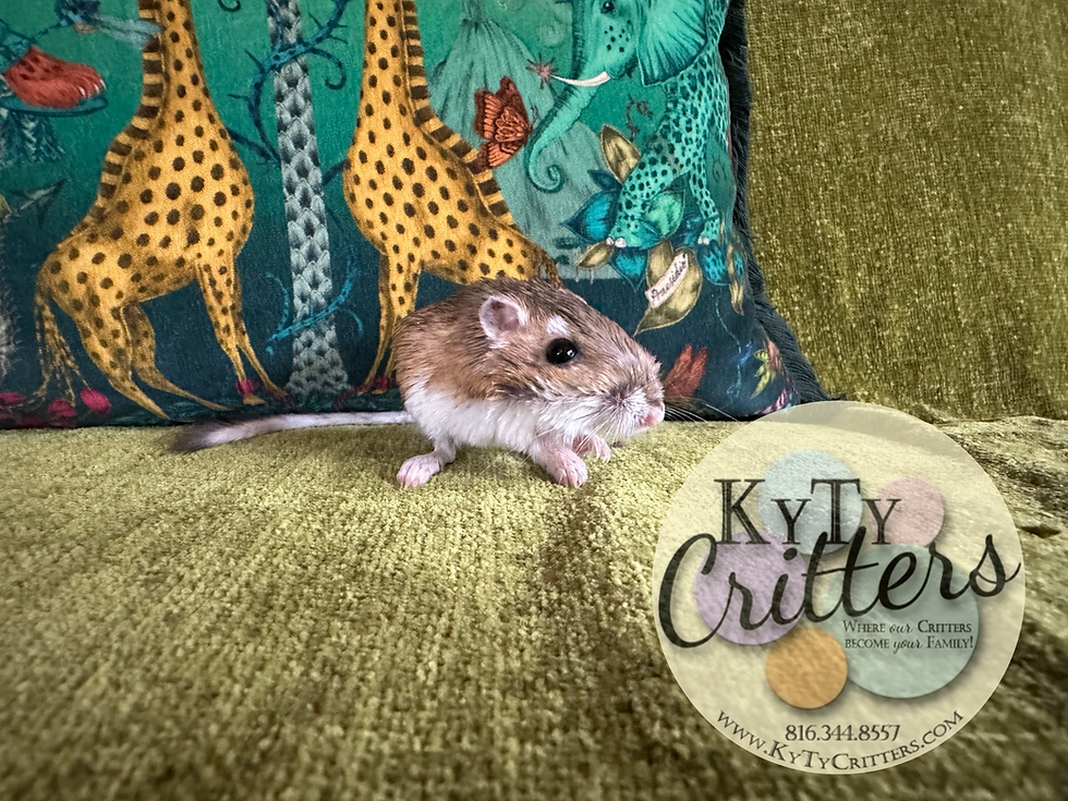 Exotic Rodents for Sale