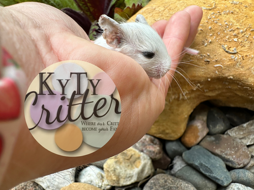 Yarla | kytycritters