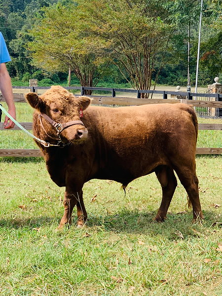 Registered Dexter Cattle | Sand Valley Pastures SVP Registered Dexter Cattle | Sand Valley Pastures SVP