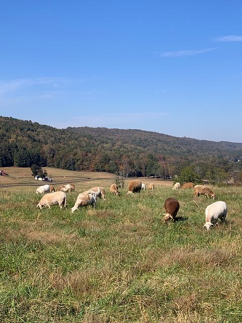 Grass Fed Lamb | Sand Valley Pastures SVP Grass Fed Lamb | Sand Valley Pastures SVP
