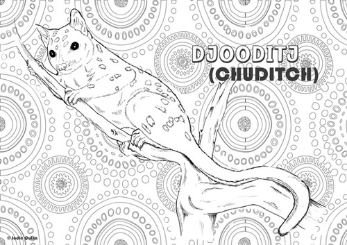Noongar Native Fauna Colouring Pages || Digital Download | wildlifeartist
