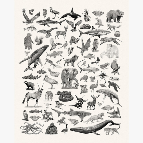 Wild World | Lást Maps