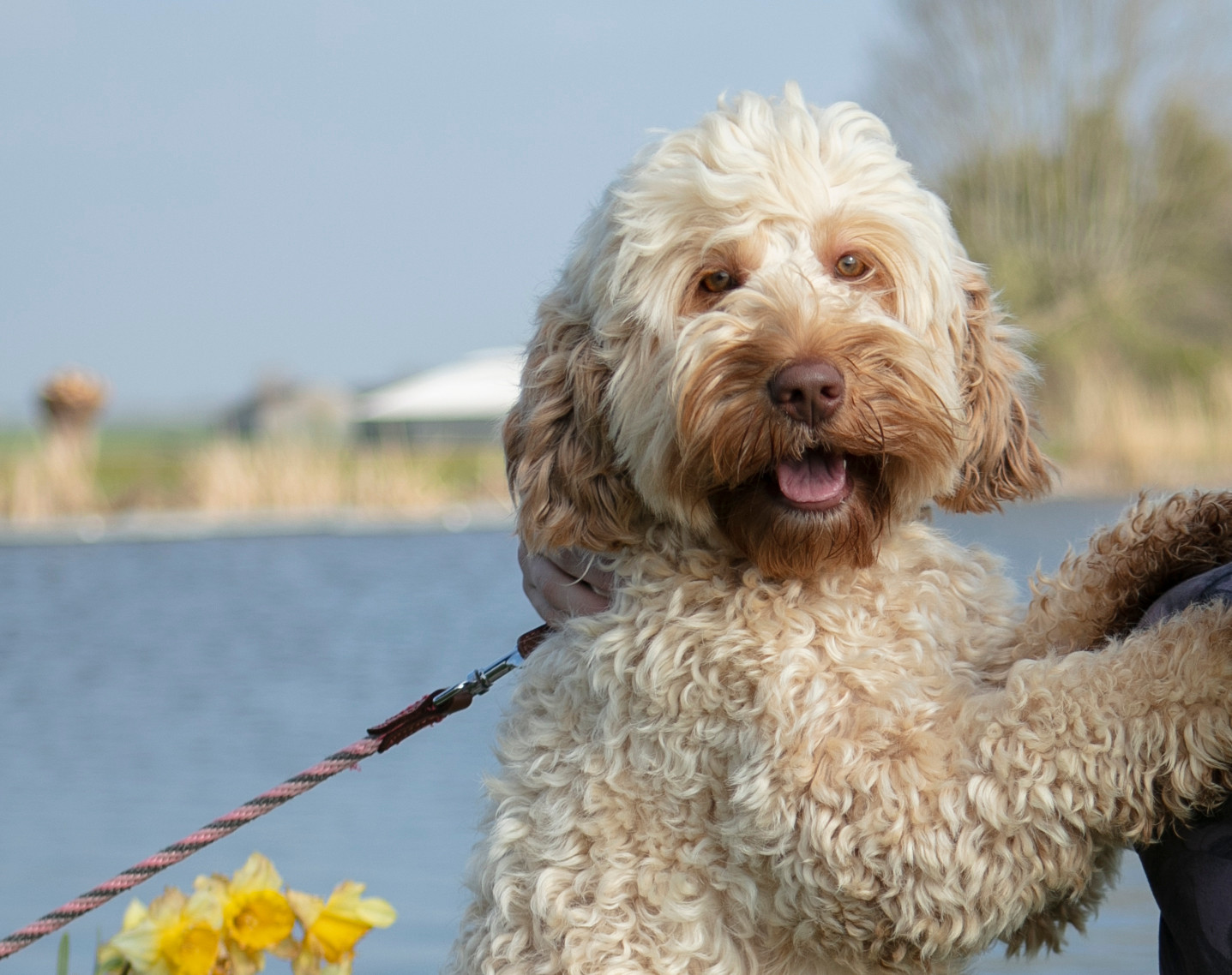Labradoodle Medium, Australian Labradoodle