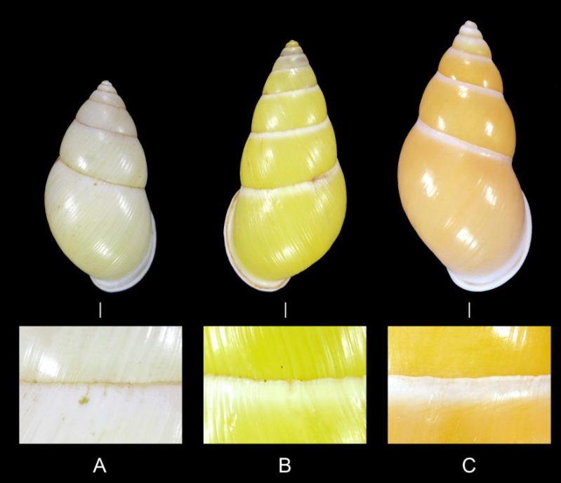 Rediscovery of the tree snail Bulimus appressus von Martens, 1867, with ...