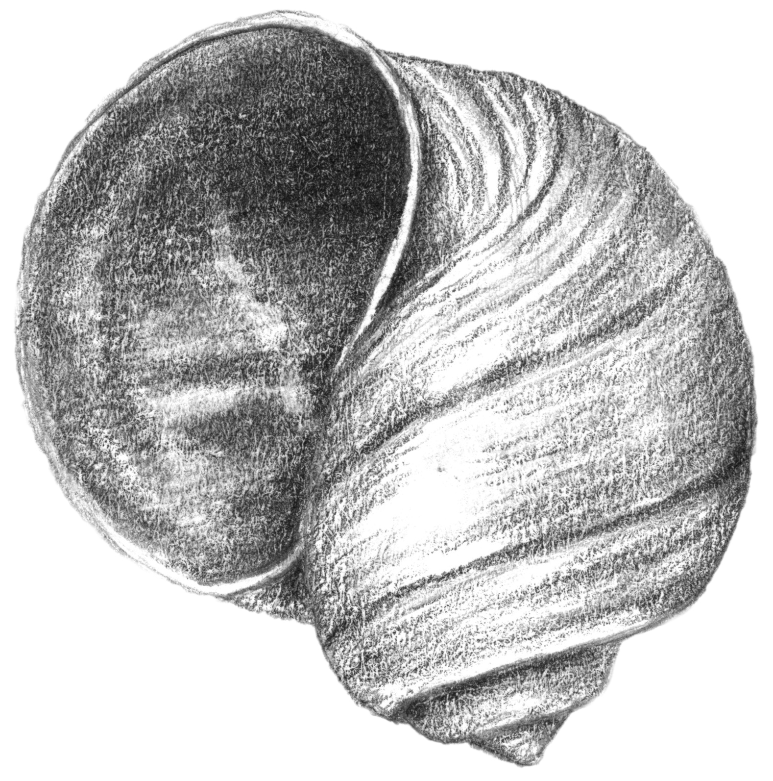 Insects, Sealife, etc. | jhillustration