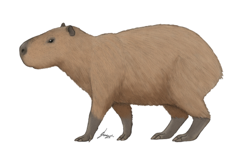 capibara | My Site
