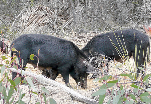 Pig Footed Bandicoot Diet Plans