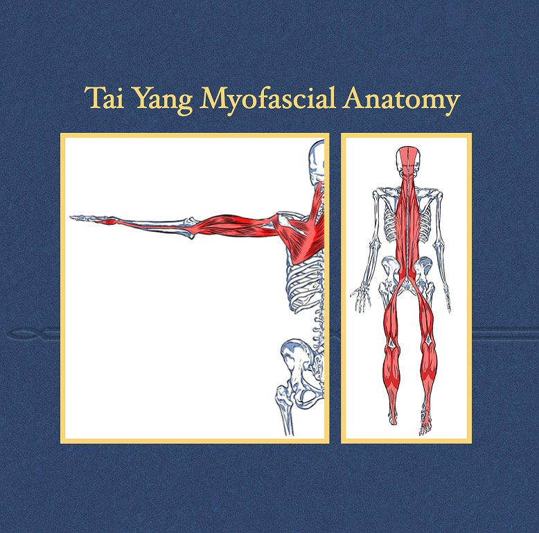Small Intestine 3, The Tai Yang Meridians, Myofascial Anatomy, and ...