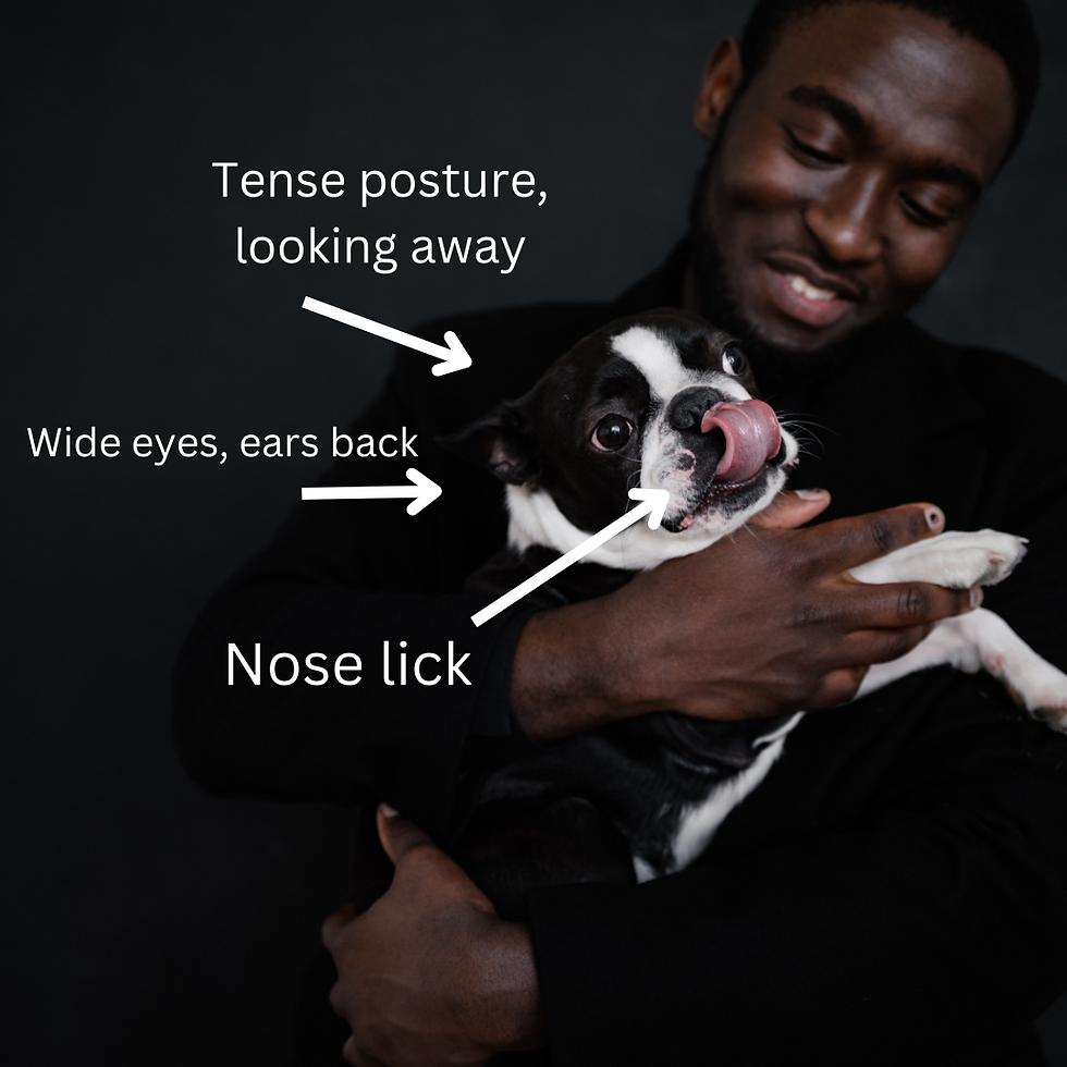 Dog Body Language - What Do the Subtle Communication Signals Mean?