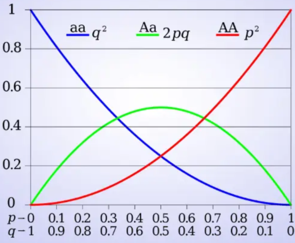 The Hardy-Weinberg Principle and how to break its Equilibrium | Project ...