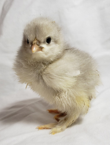 BBS (Blue/Black/Splash) Cochin | Graceful Acres Farm