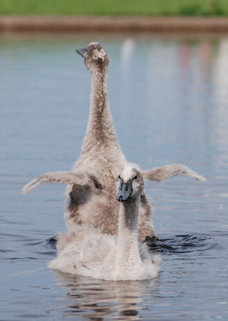 Majestic Grace | Jane Anne Chaloner 'fine Art Photography' | United Kingdom