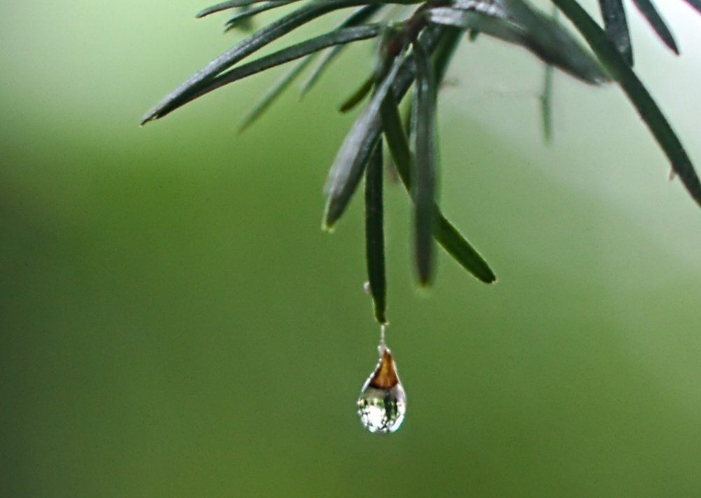The Three Types of Tears | Pura Vida TV