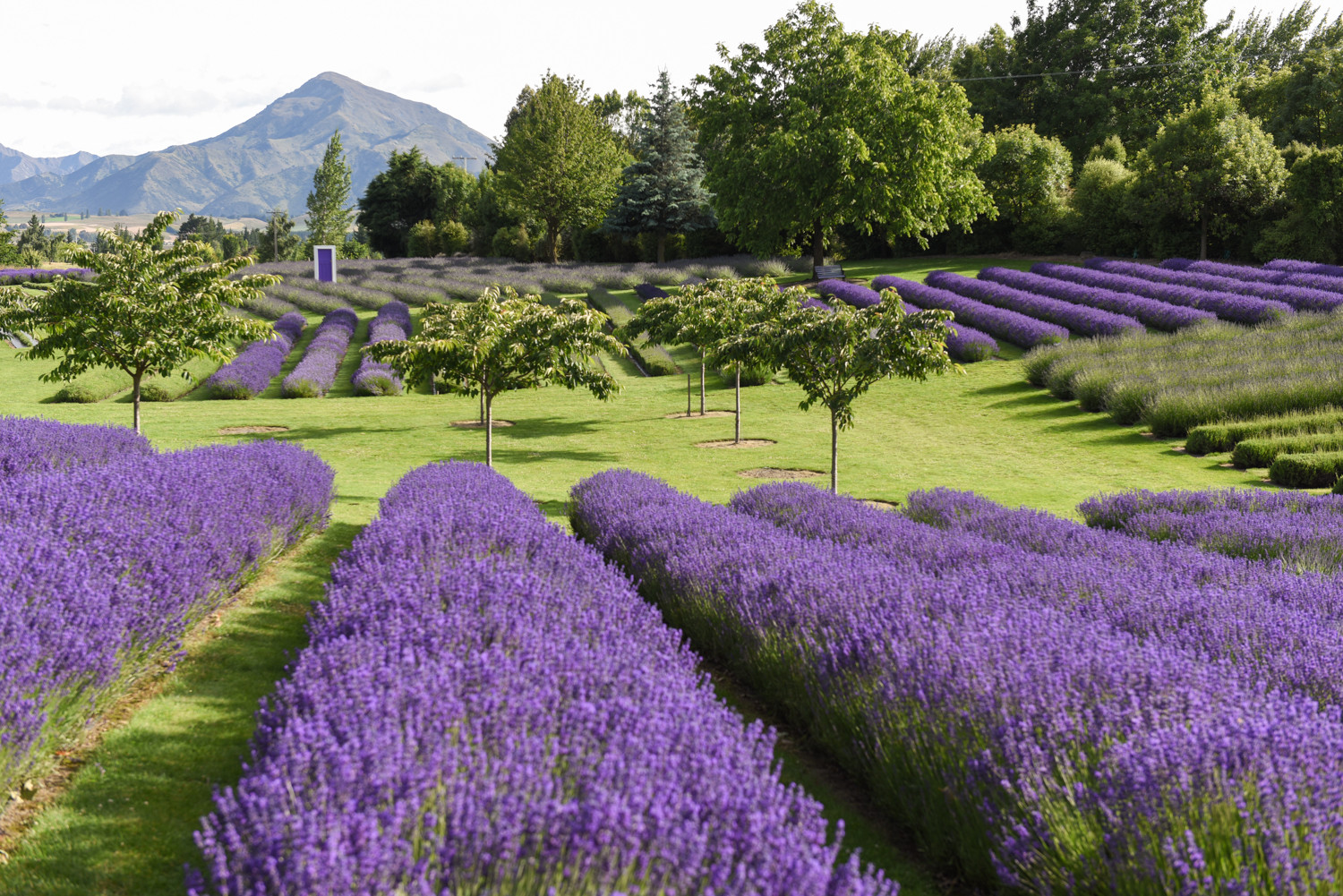 OUR FARM | wanakalavenderfarm