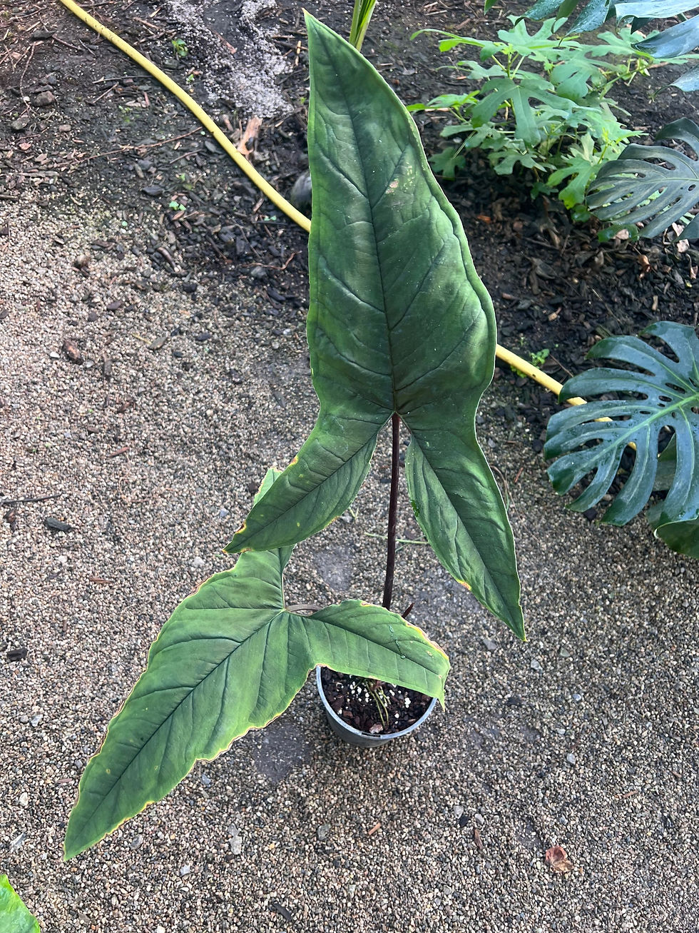 Chlorospatha atropurpurea | fordplants