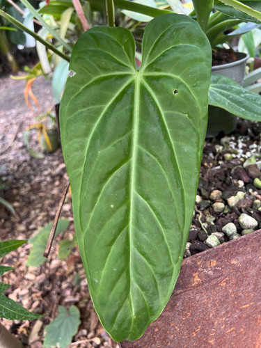Anthurium magnificum x villenaorum | fordplants