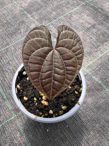 Dioscorea discolor Red form | fordplants