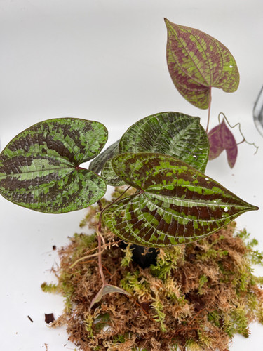Dioscorea discolor | fordplants