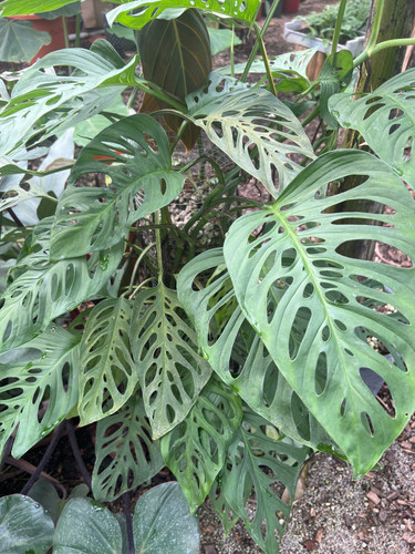 Monstera indanza | fordplants