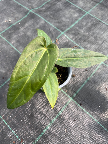 Anthurium sp Napo silver (giant form) | fordplants