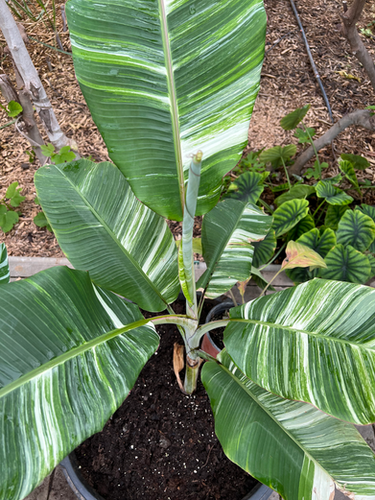 Musa Tanee | fordplants