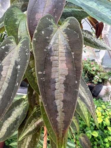 Dioscorea sp Ecuador narrow Vorbestellung | fordplants