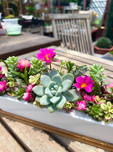 Blossom Horizon | RAYNE OR SHINE