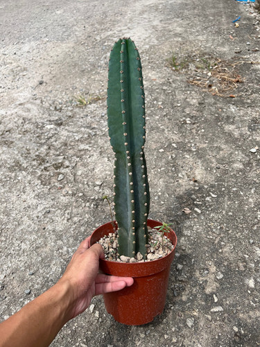 ‘Lady of the Night’, Cereus Hexagonus (Medium) | RAYNE OR SHINE