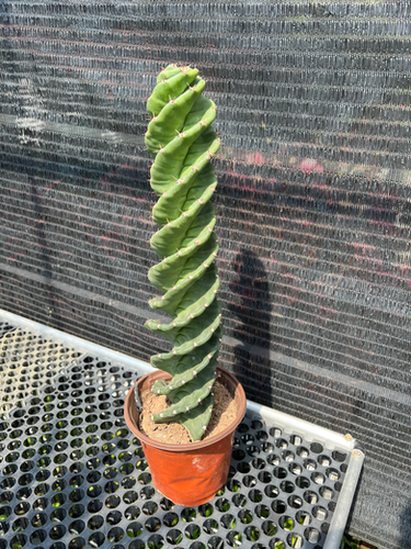 'Tornado Cactus', Cereus Forbesii Spiralis | RAYNE OR SHINE