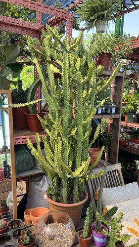 'Mint Cream', Euphorbia Trigona | RAYNE OR SHINE