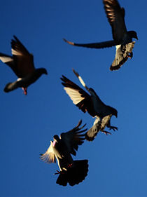 Performance Pigeons | birdhealth