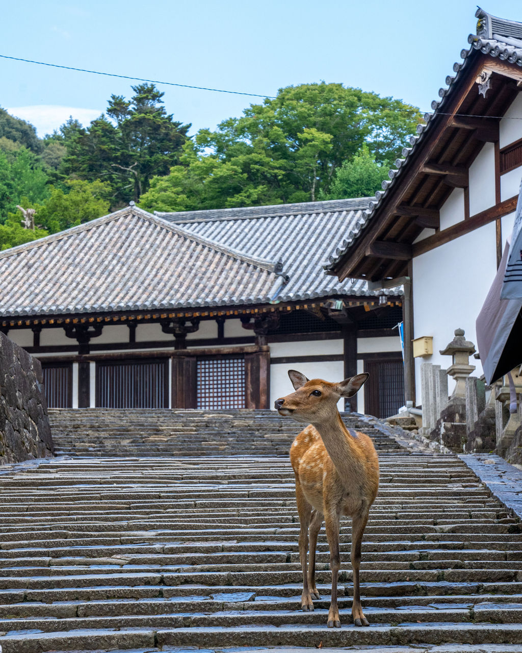 Nara, Japan: A Day Trip from Kyoto to Meet the Friendly Deer