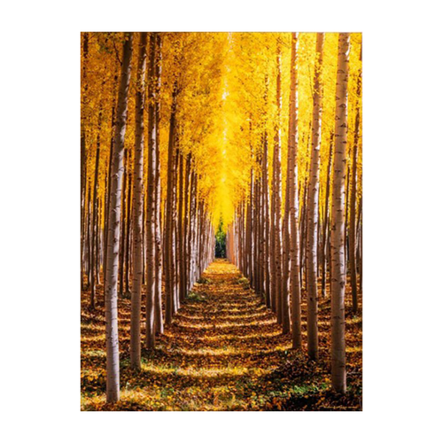 Torleif Lie - Pathway of dreams | galleri HERVOLD
