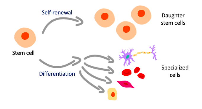 The Promising Field of Stem Cell Research and its Applications
