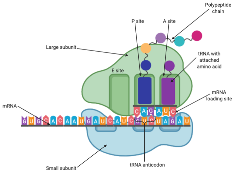 An Overview of the Central Dogma of Molecular Biology