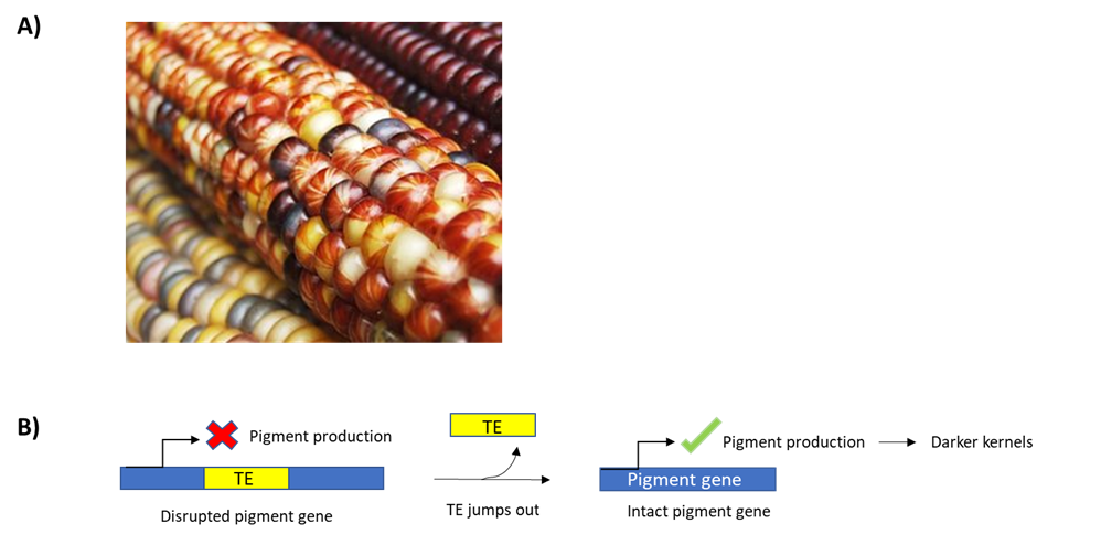Transposable Elements: A Double-Edged Sword