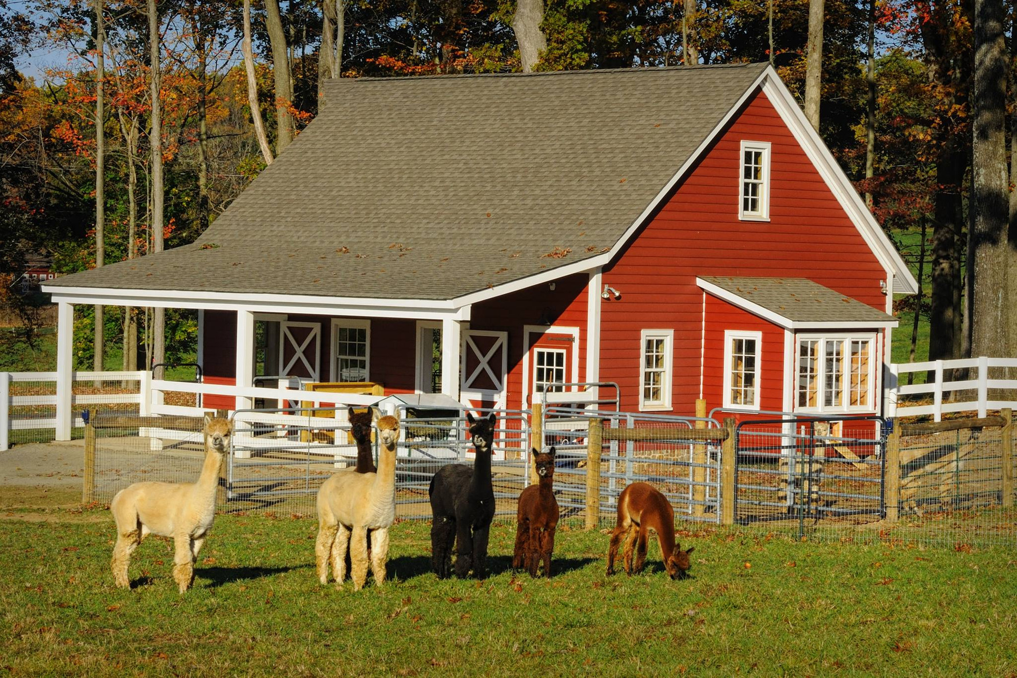 Alpaca Farm Tours & Walking Adventures | Bluebird Farm NJ