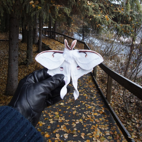 Albino Luna Moth | TheForestFae